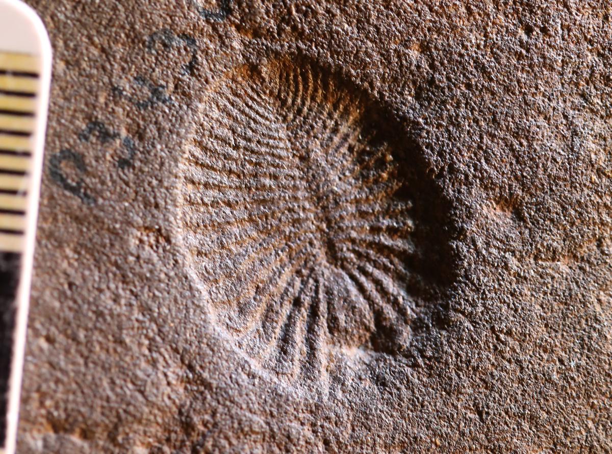 New collaboration: an Ediacaran mass extinction? – Sean McMahon